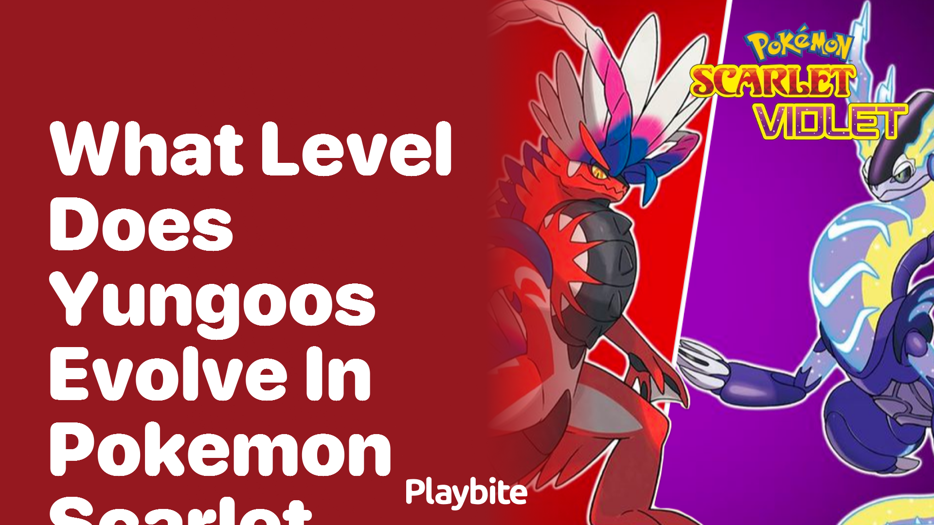 What level does Yungoos evolve in Pokemon Scarlet? - Playbite